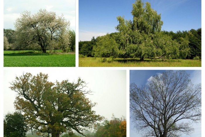 Stromy späté s regiónom zaujmu určite svojím príbehom: Michalovčania ...