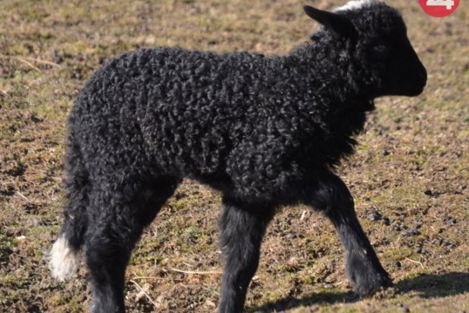 FOTO: Blíži sa jar, v zoo sa narodili prvé jahniatka
