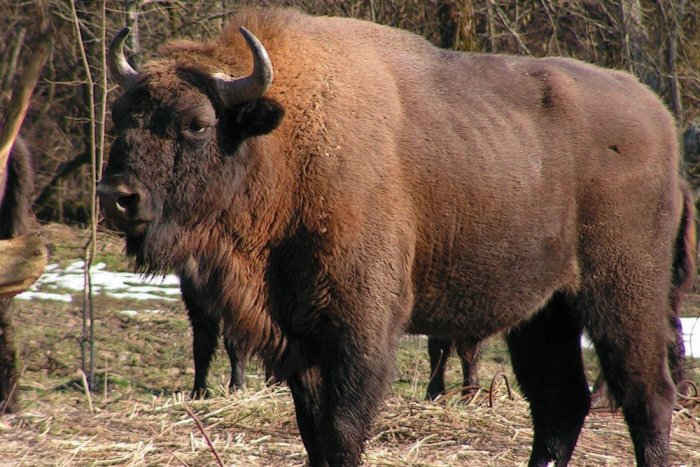 Naposledy ich tam napočítali 48. TOP zaujímavosti o zubroch v Poloninách
